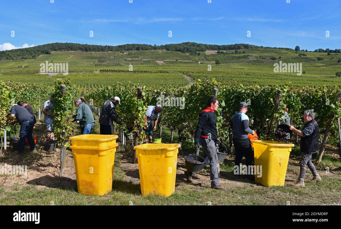 Grape pickers harvesting grapes for wine making in the Alsace region of ...