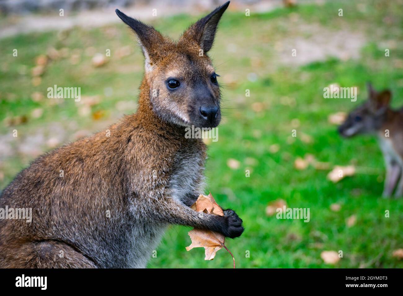 Close up shot young kangaroo hi-res stock photography and images - Alamy