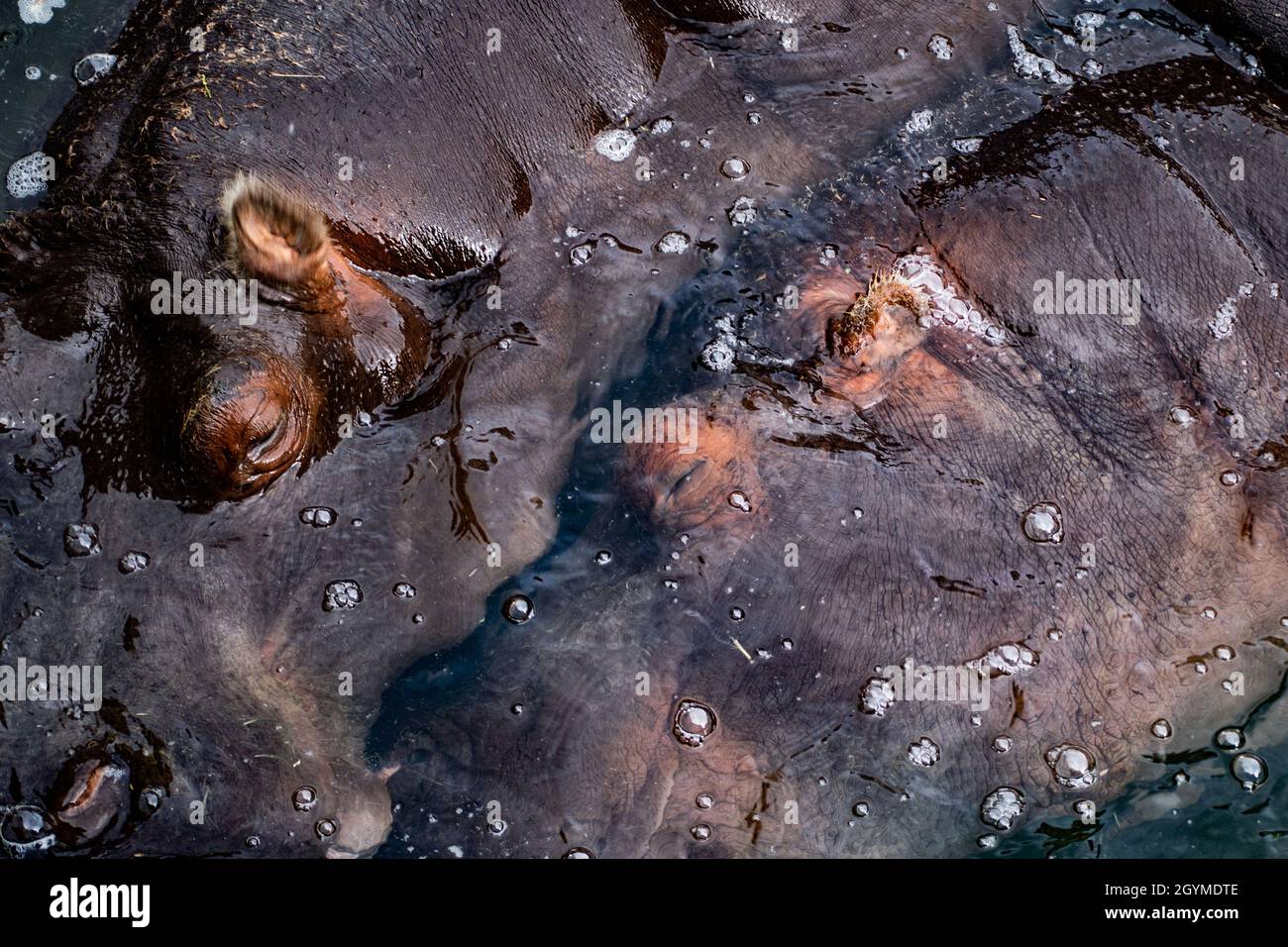 Macro hippopotamus hi-res stock photography and images - Alamy