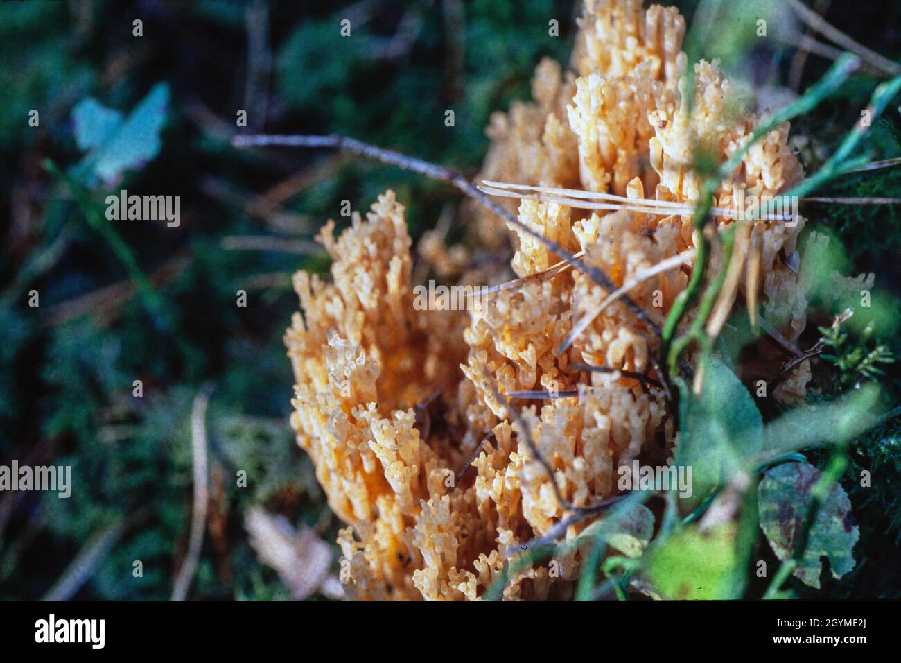 Ramaria flava, yellow coral mushroom edible growing in the fores Stock ...