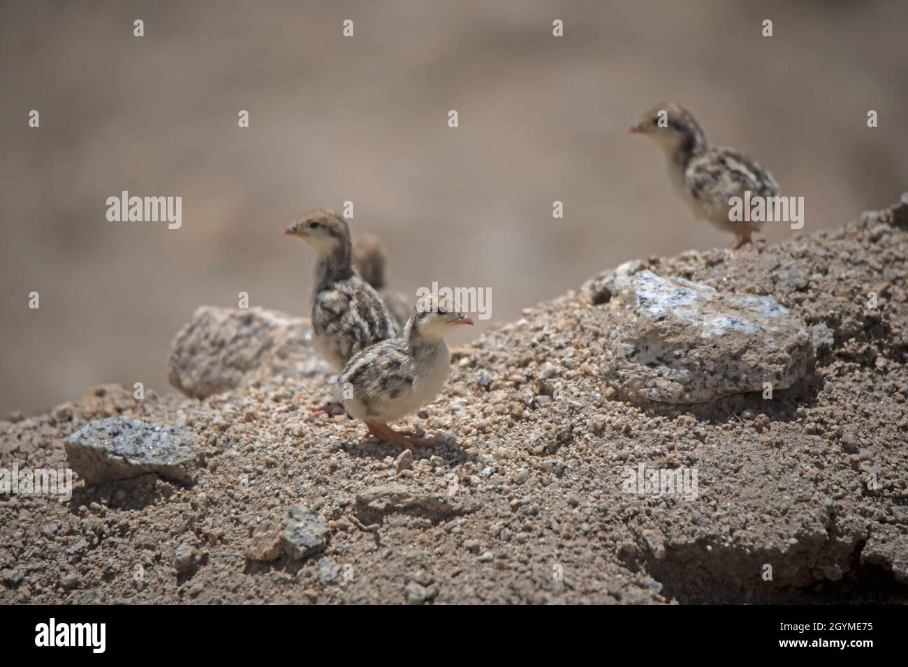 Chukar Partridge, partridge, ground bird, Alectoris chukar, Ladakh ...