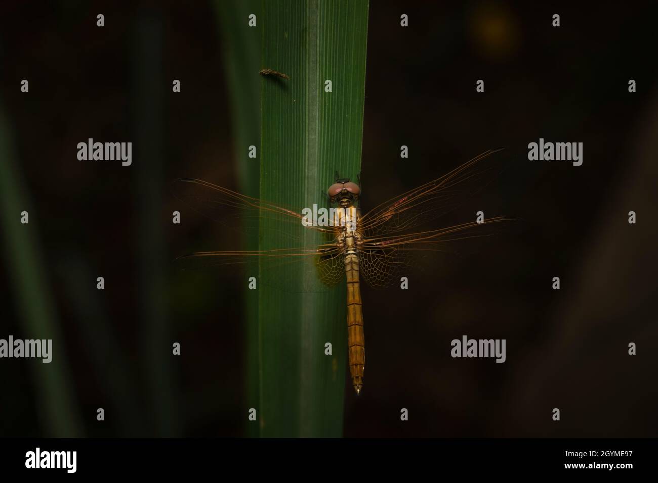 Western ghats dragonfly hi-res stock photography and images - Alamy
