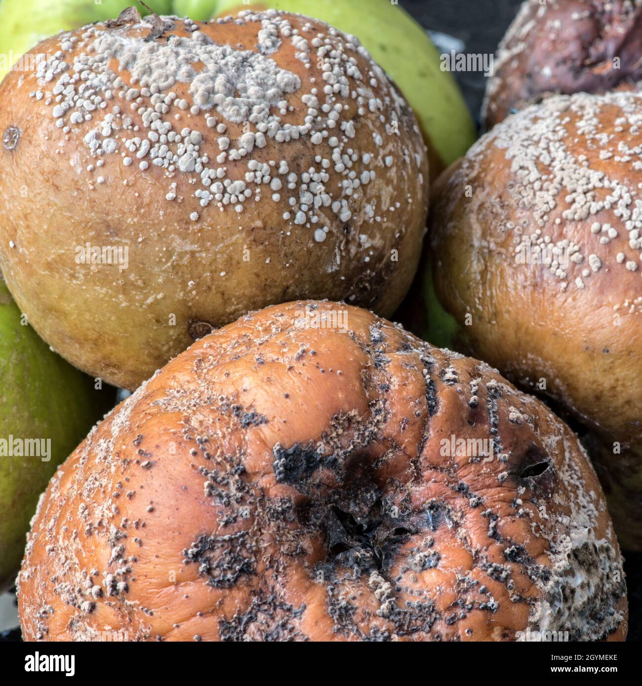 Rotten to the core hi-res stock photography and images - Alamy