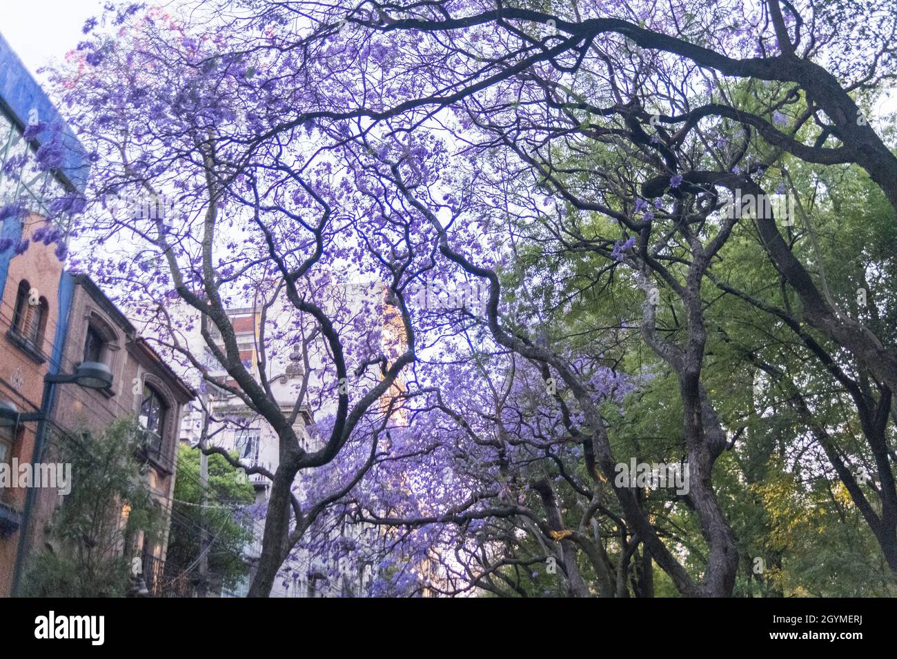 Jacaranda trees mexico city hi-res stock photography and images - Alamy