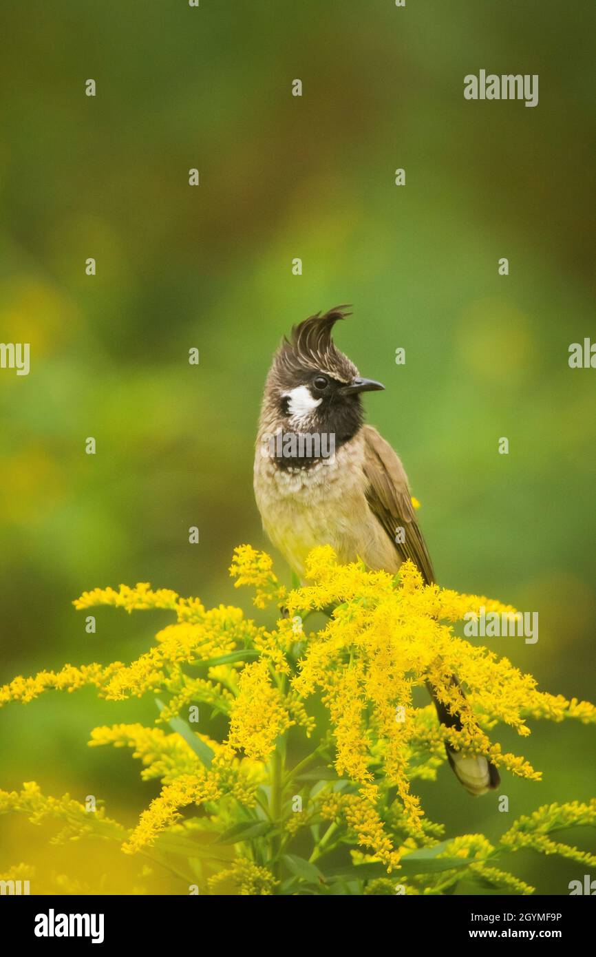 Himalayan bulbul, Pycnonotus leucogenys, India Stock Photo - Alamy