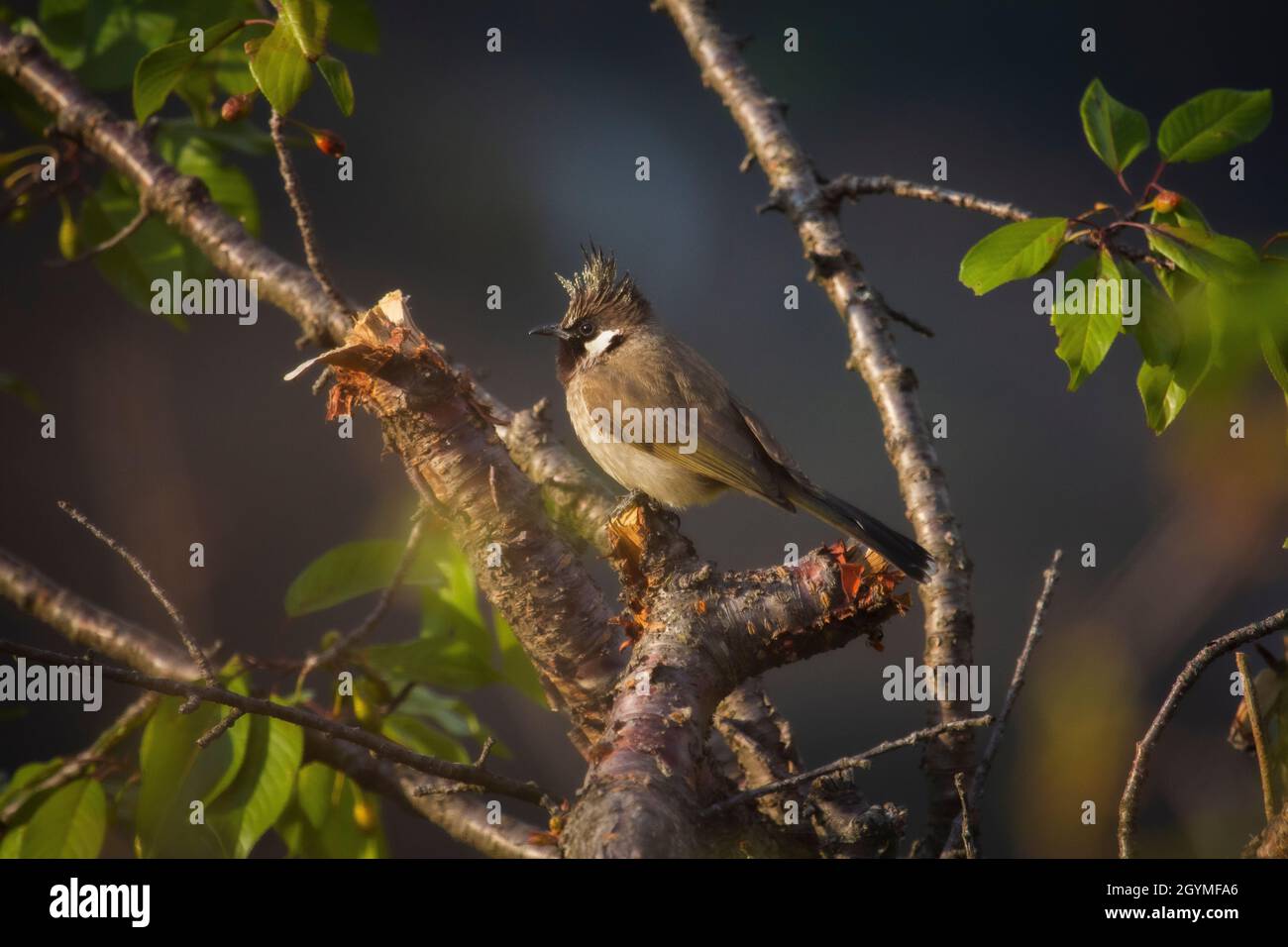 Himalayan bulbul, Pycnonotus leucogenys, India Stock Photo - Alamy