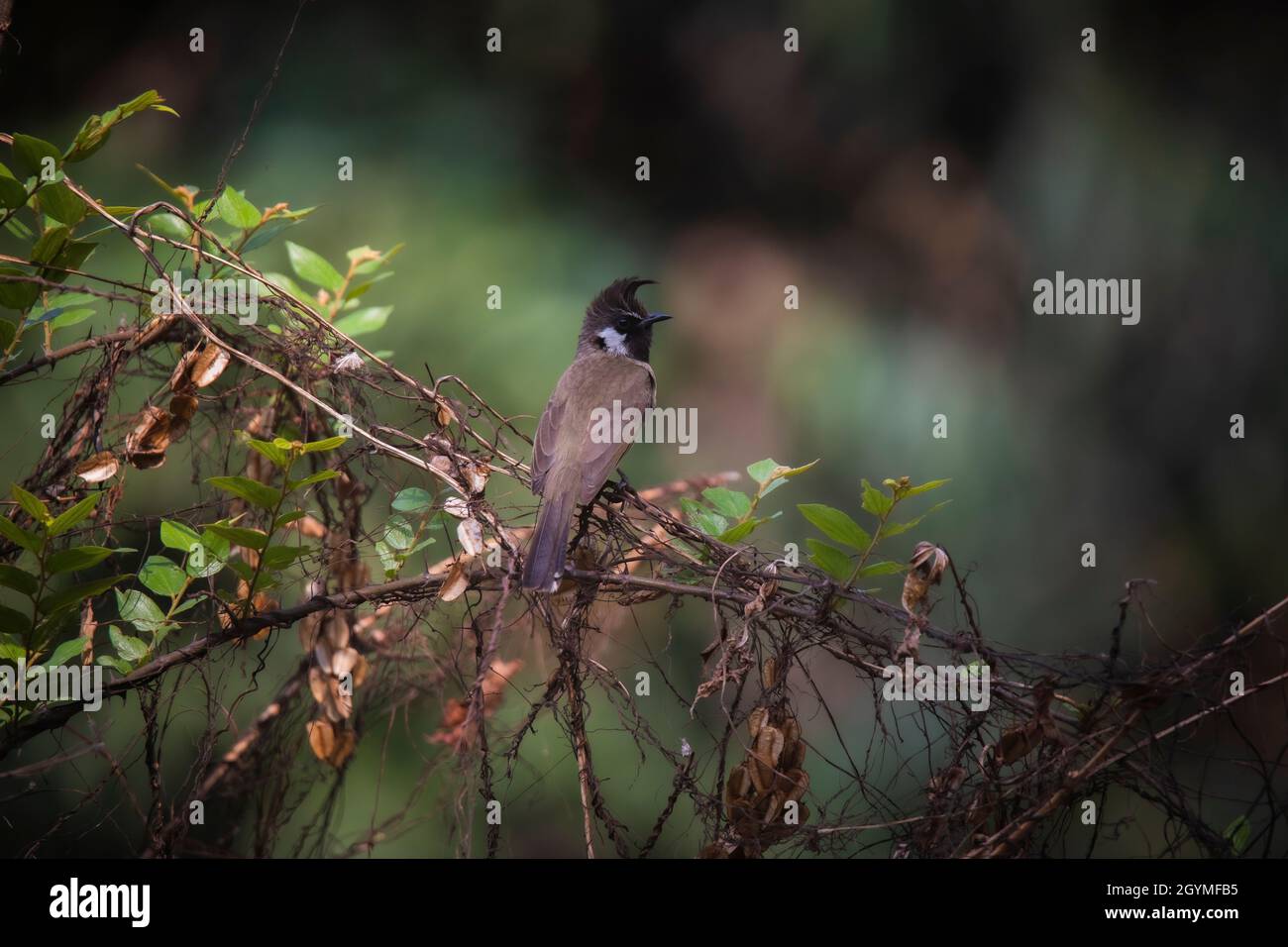Himalayan bulbul, Pycnonotus leucogenys, India Stock Photo - Alamy