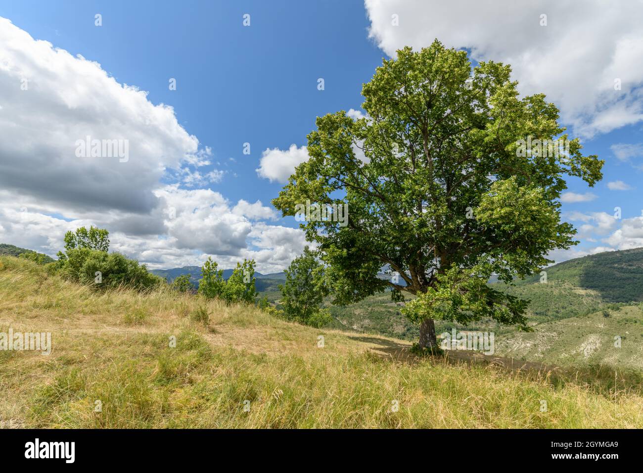 Lime tree at the top of a mountain in the Drome. France, Provence Stock ...