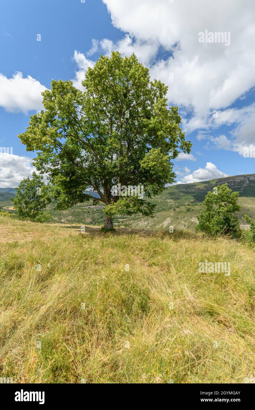 Lime tree at the top of a mountain in the Drome. France, Provence Stock ...