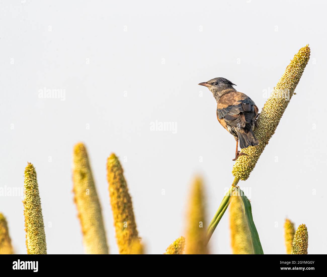 A rosy starling looking back from a millet stick Stock Photo - Alamy