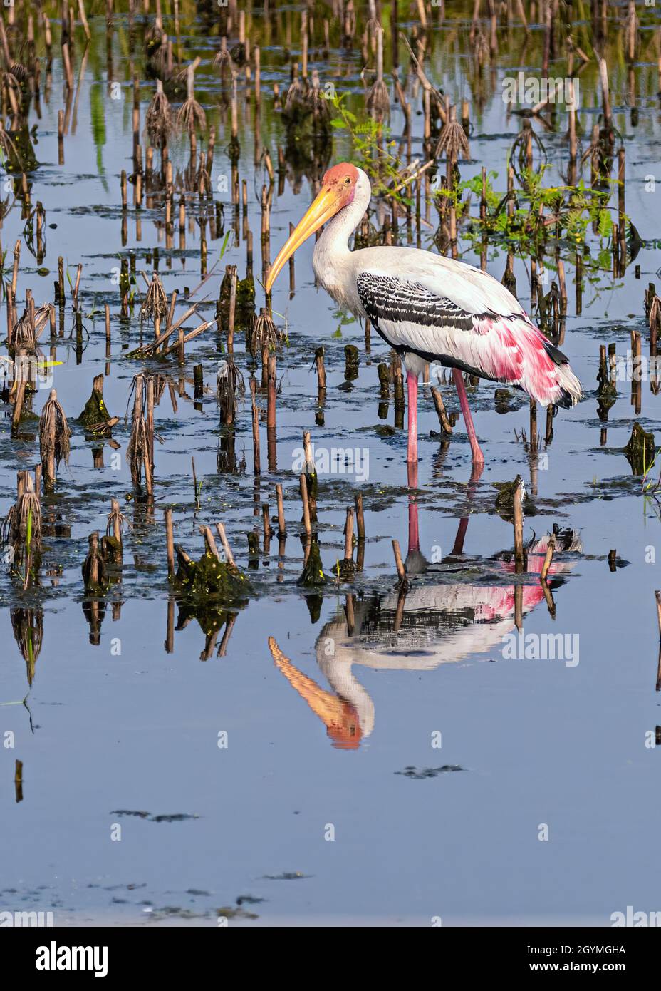 Painted stork looking into the camera Stock Photo - Alamy