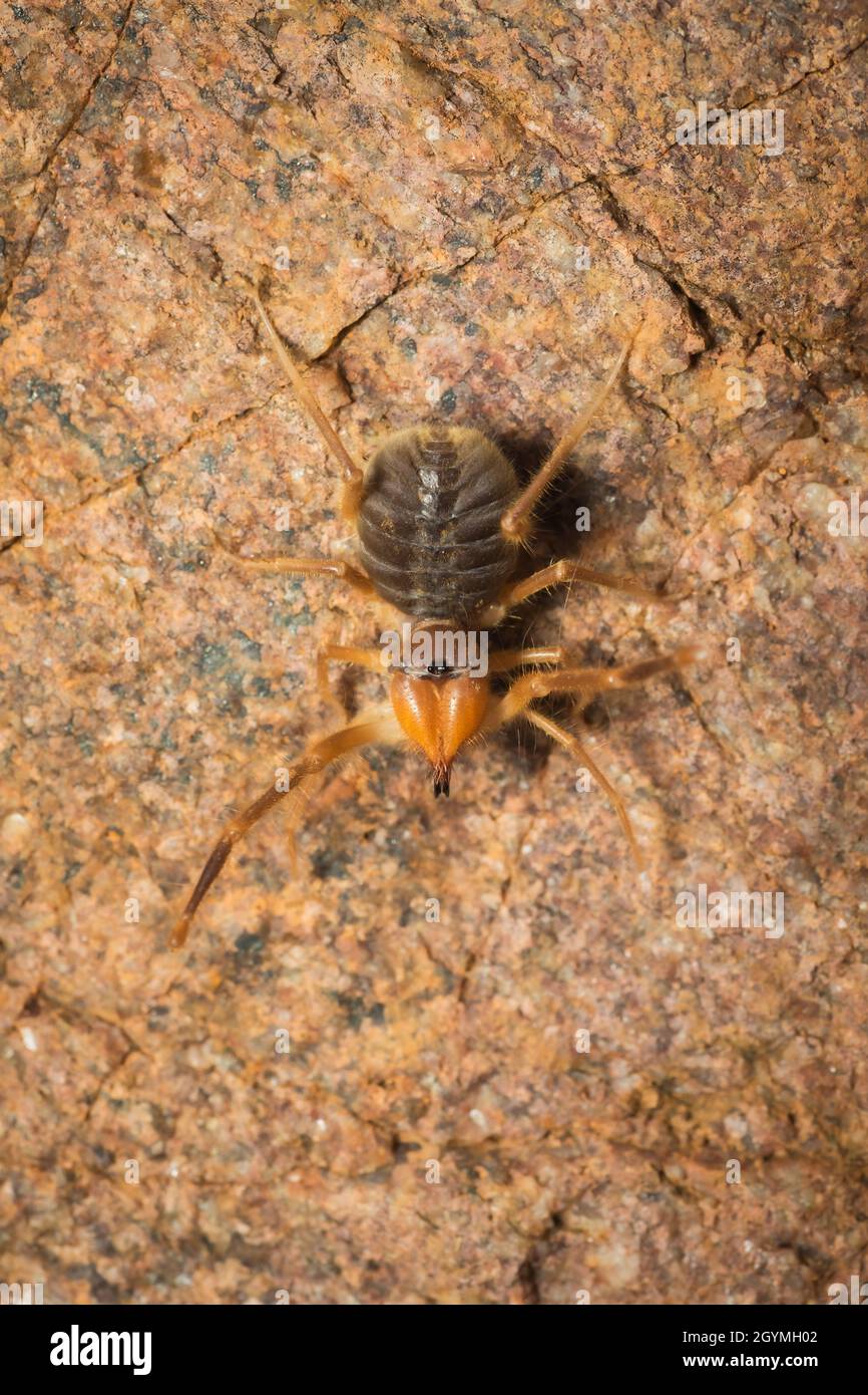 Solifuge, Sun spider, Galeodes granti, India Stock Photo - Alamy