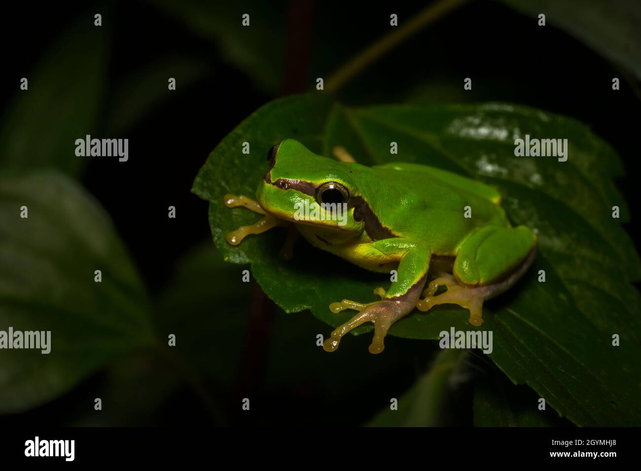 Hyla annectans hi-res stock photography and images - Alamy
