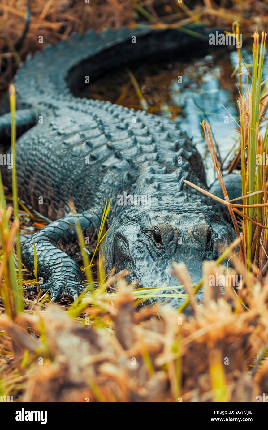 Photograph of an American Alligator resting on land near the water in ...