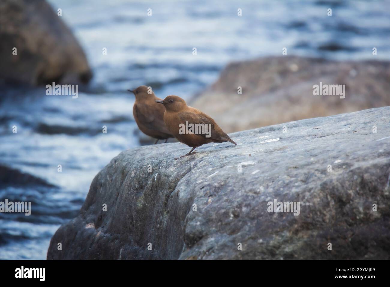Brown Dipper, Bird, Water Bird, Cinclus pallasii, Chafi, Uttarakhand ...