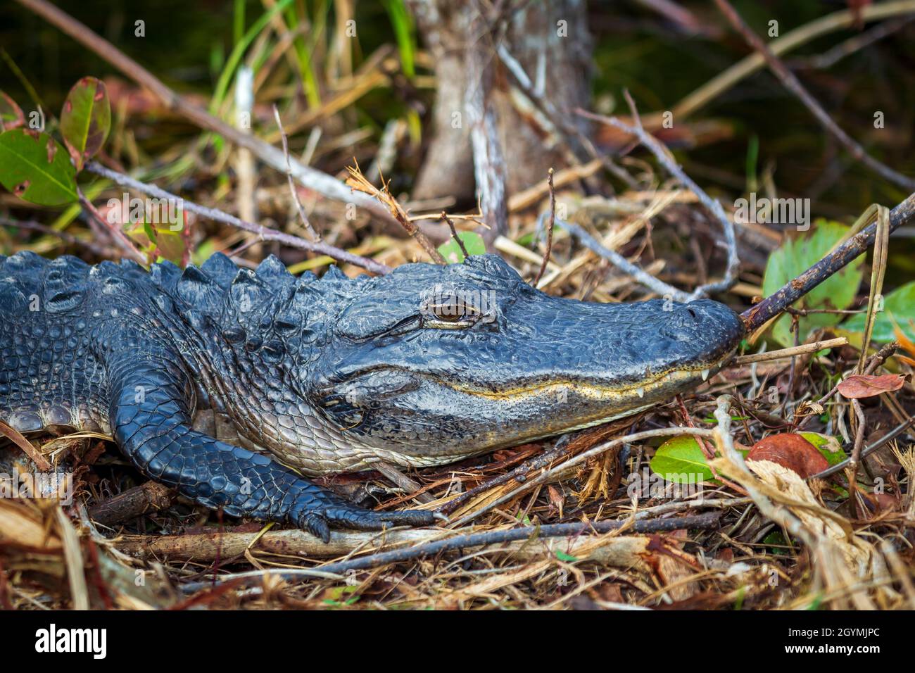Photograph of an American Alligator resting on land near the water in ...