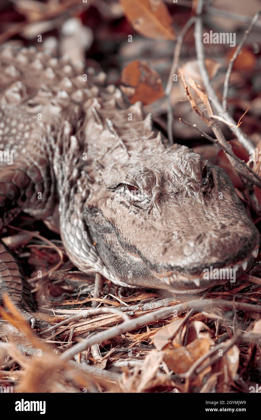 Photograph of an American Alligator resting on land near the water in ...