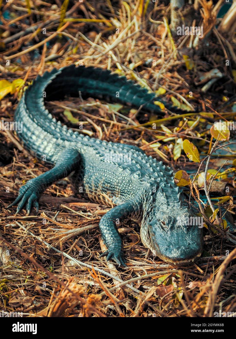 Photograph of an American Alligator resting on land near the water in ...