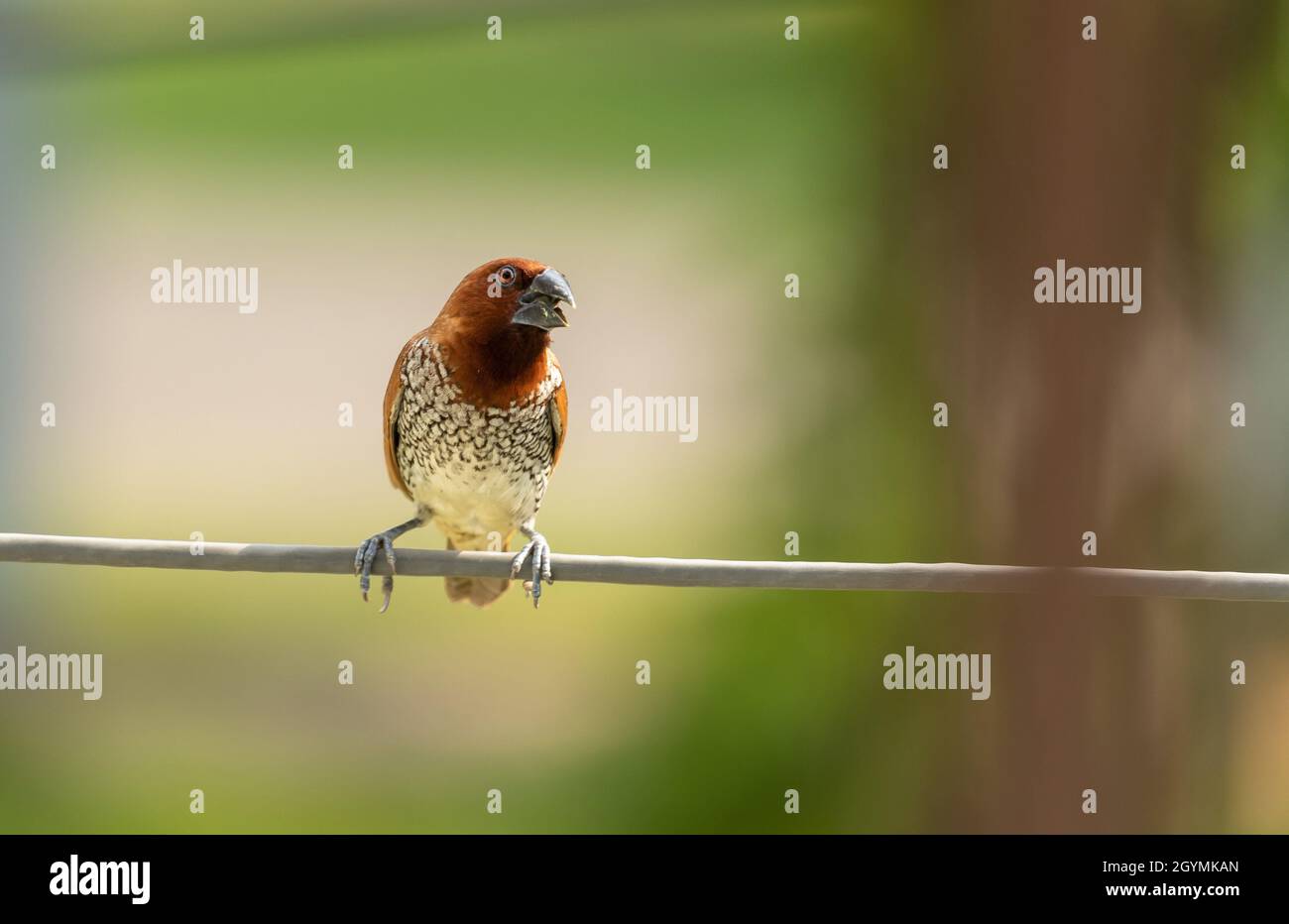 Scaly breasted munia bird sitting on a cable on green blurry background ...