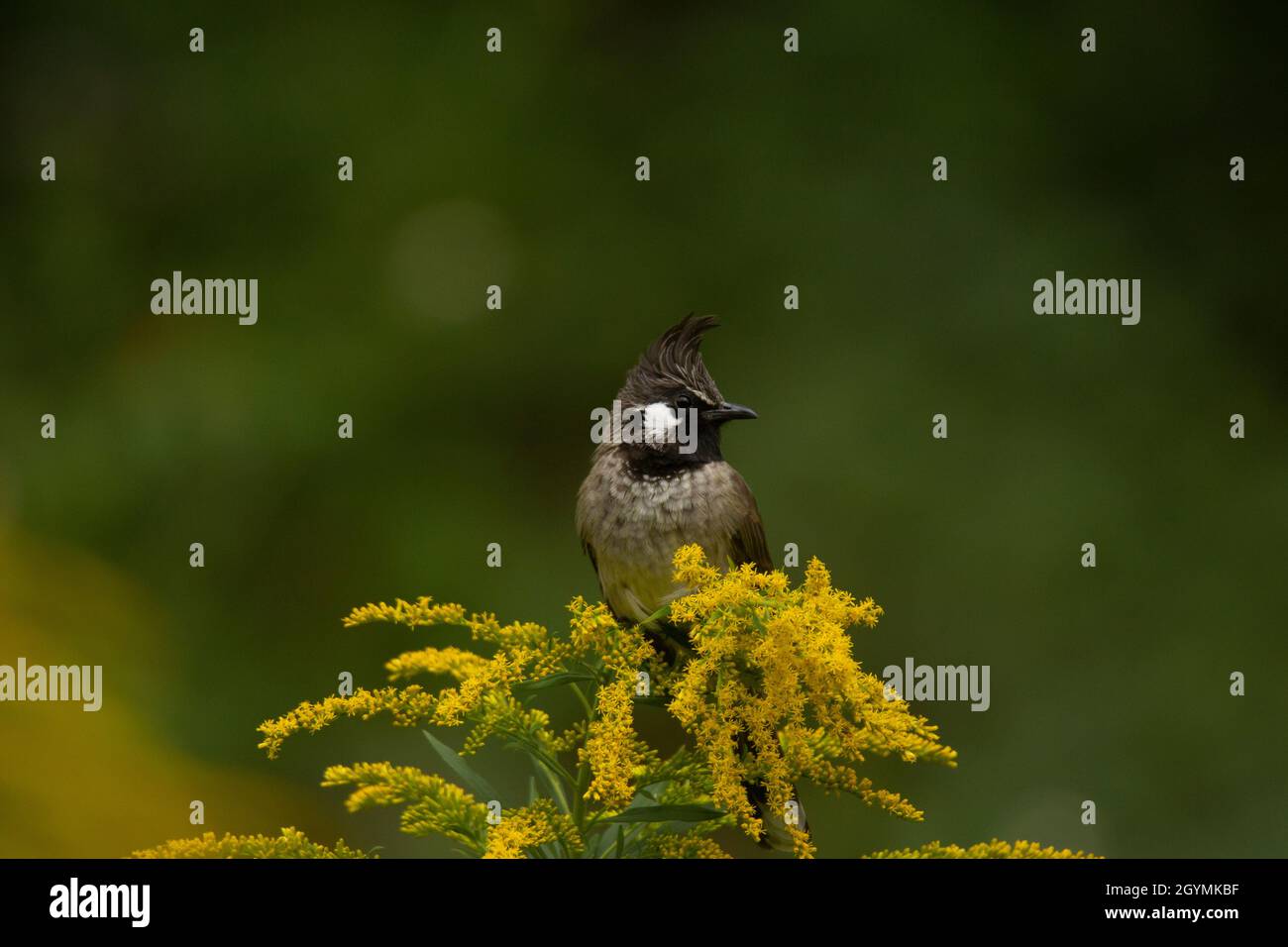 Himalayan bulbul, Pycnonotus leucogenys, India Stock Photo - Alamy