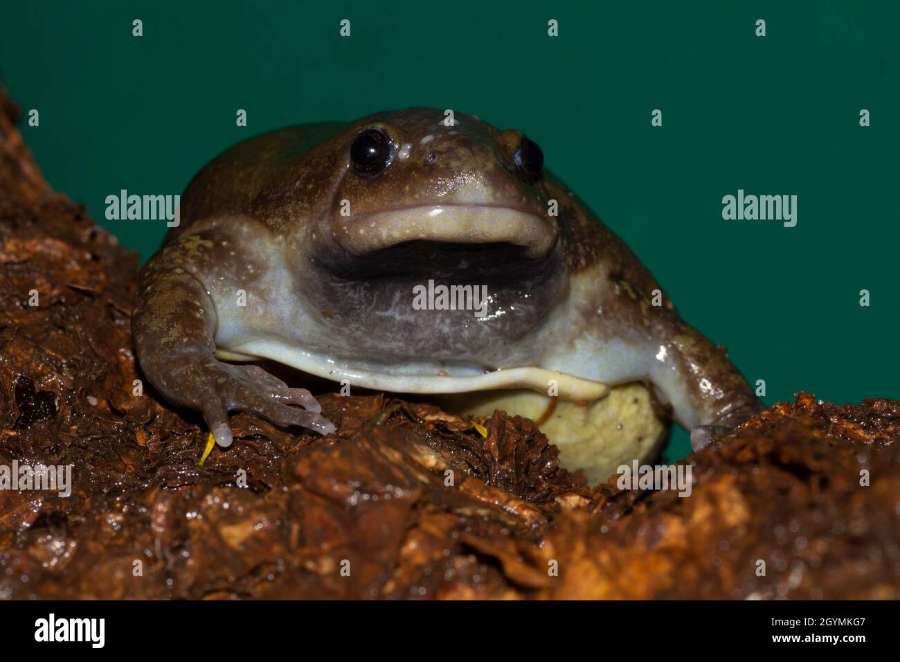 Indian balloon frog hi-res stock photography and images - Alamy