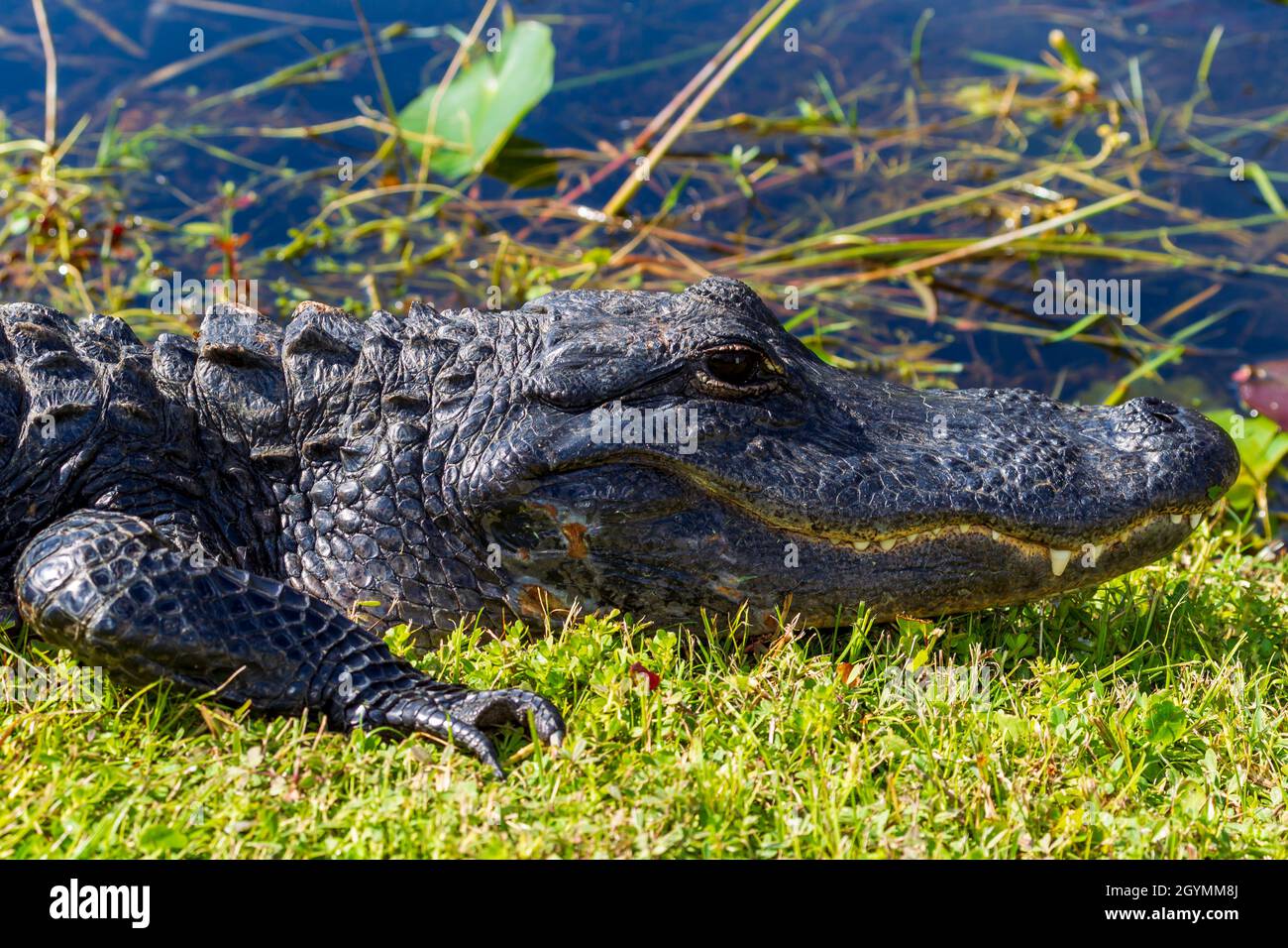 Photograph of an American Alligator resting on land near the water in ...