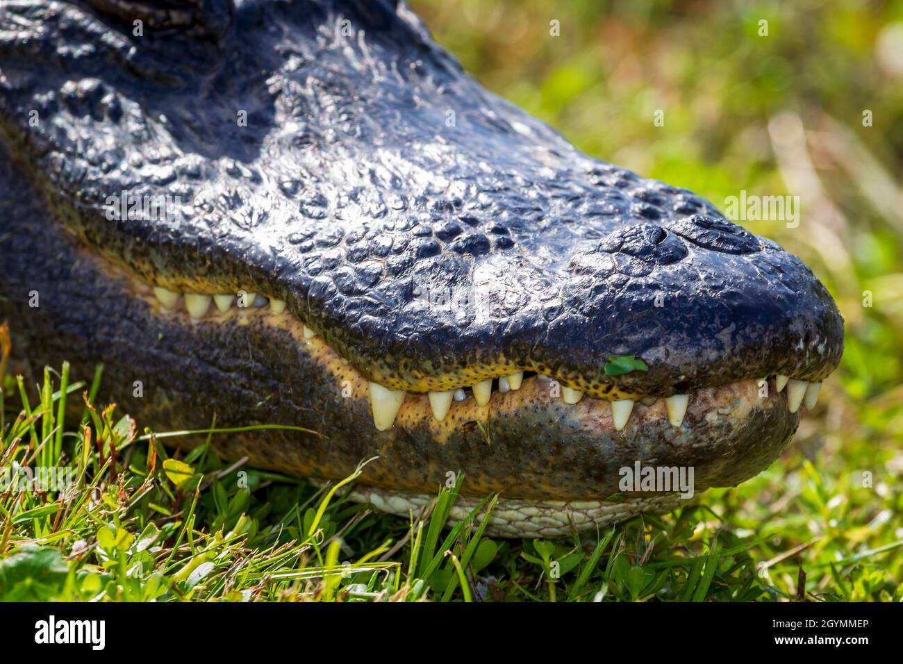 Photograph of an American Alligator resting on land near the water in ...