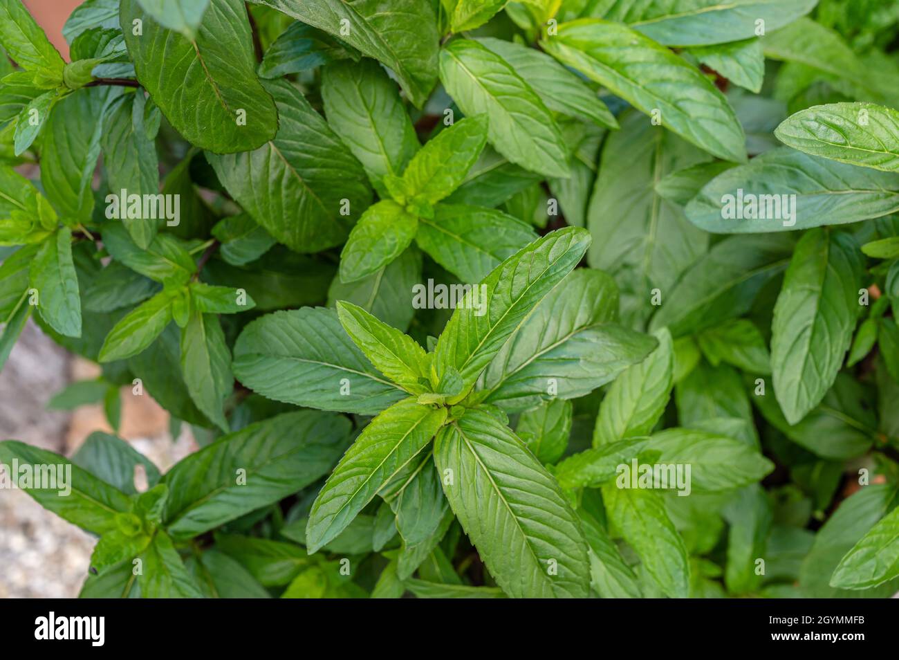 Mentha Species chutney Plant Closeup Stock Photo - Alamy