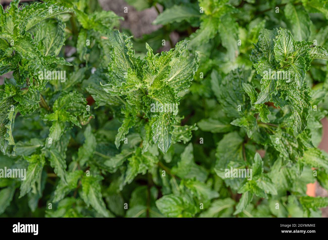 Mentha Species Kaernten Plant Closeup Stock Photo - Alamy