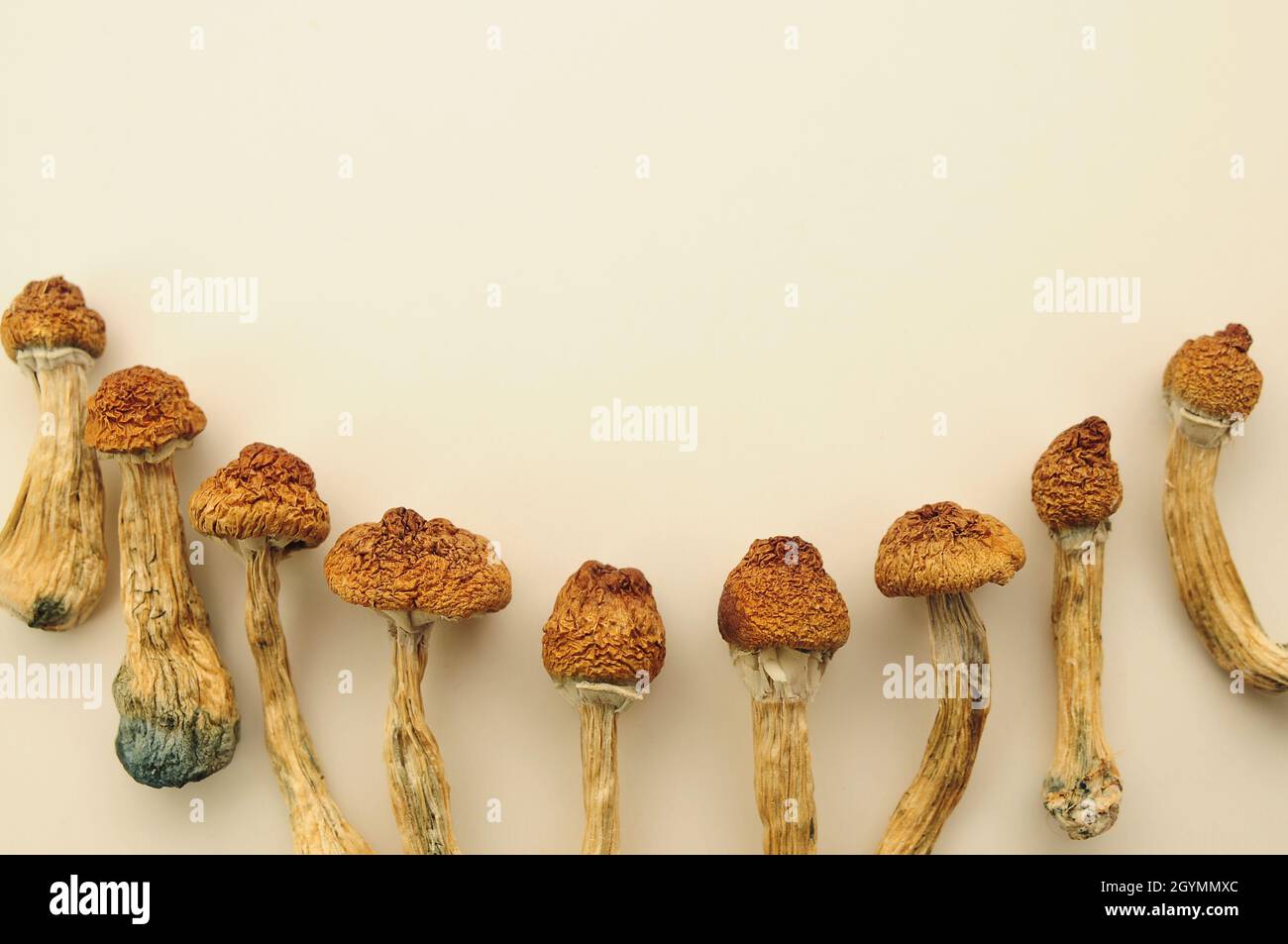 Pattern of dried psilocybe cubensis on white backfround, flat lay ...