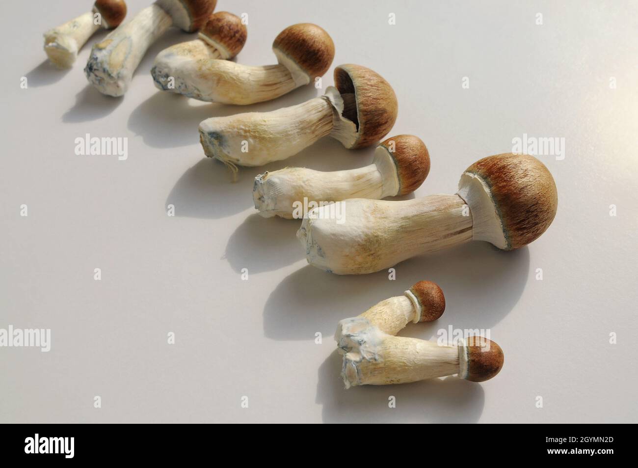 Psilocybe Cubensis raw mushrooms isolated on white background ...