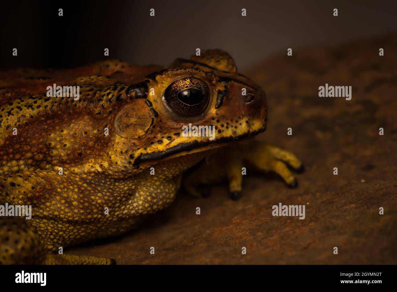 Indan Toad, Duttaphrynus melanostictus, Saswad, Pune District ...