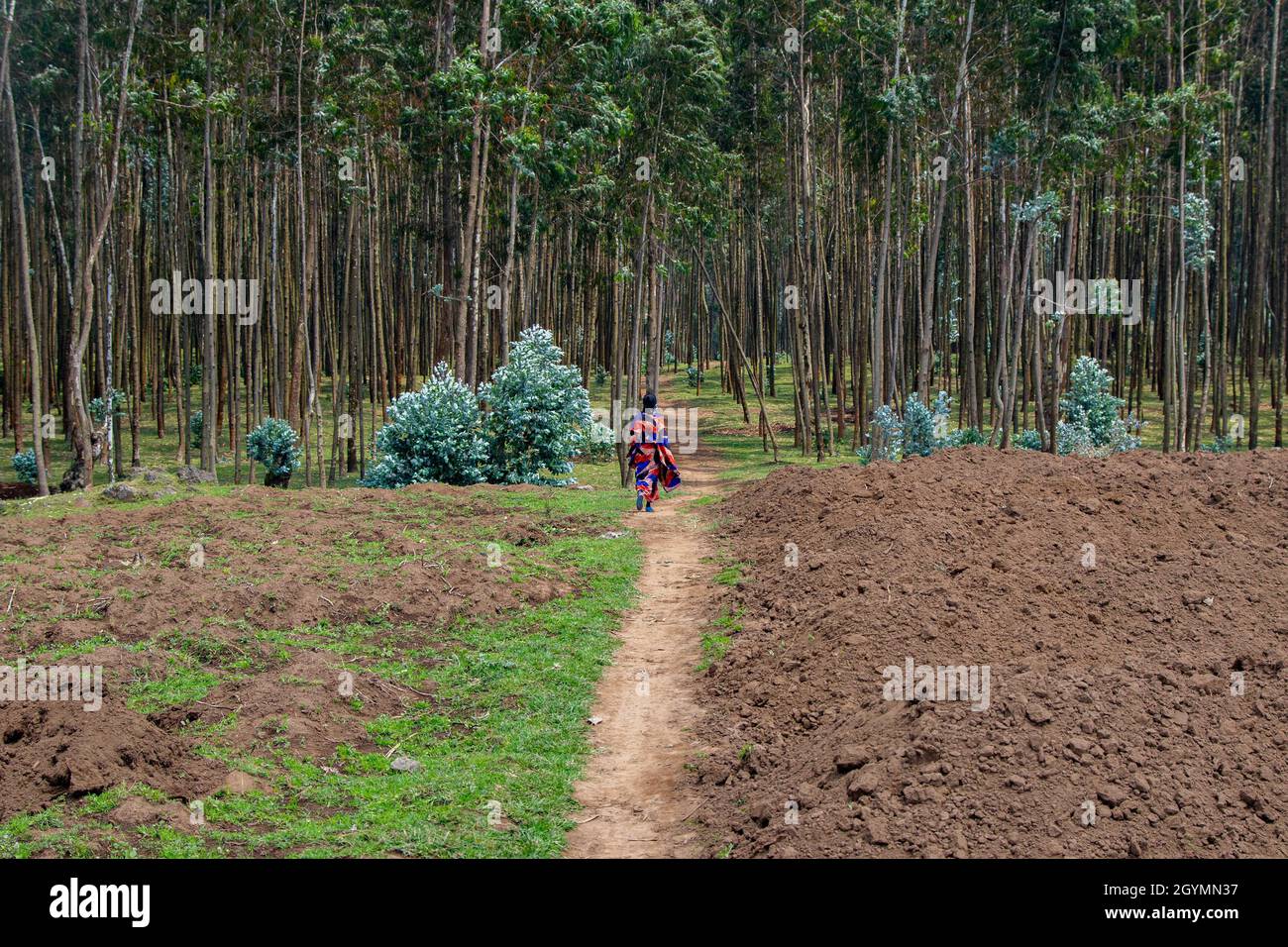 A woman walking through a rubber estate. Rwanda Stock Photo - Alamy