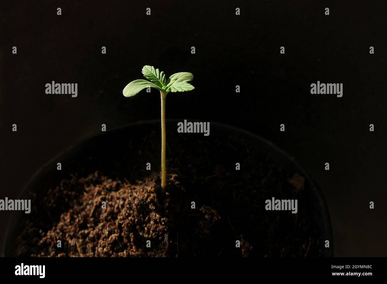 Cannabis sprout close-up isolated in soil background. Fresh young ...