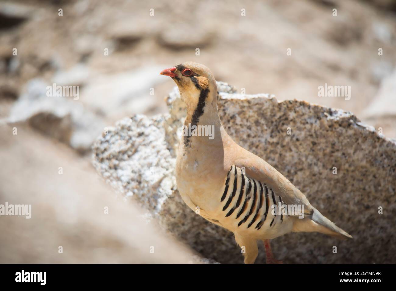Chukar Partridge, partridge, ground bird, Alectoris chukar, Ladakh ...