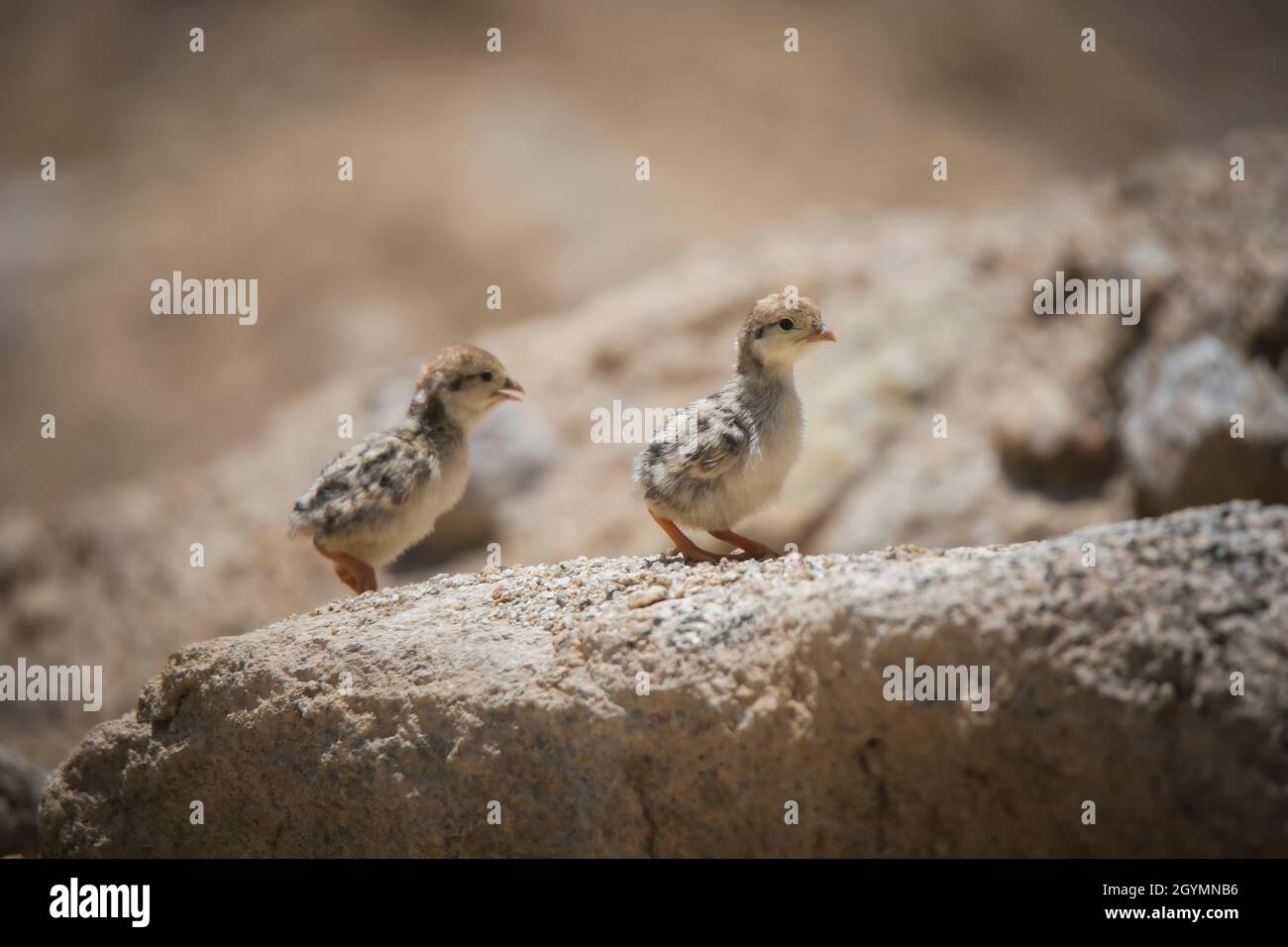 Chukar Partridge Baby