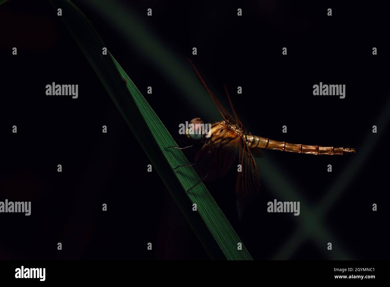 Western ghats dragonfly hi-res stock photography and images - Alamy