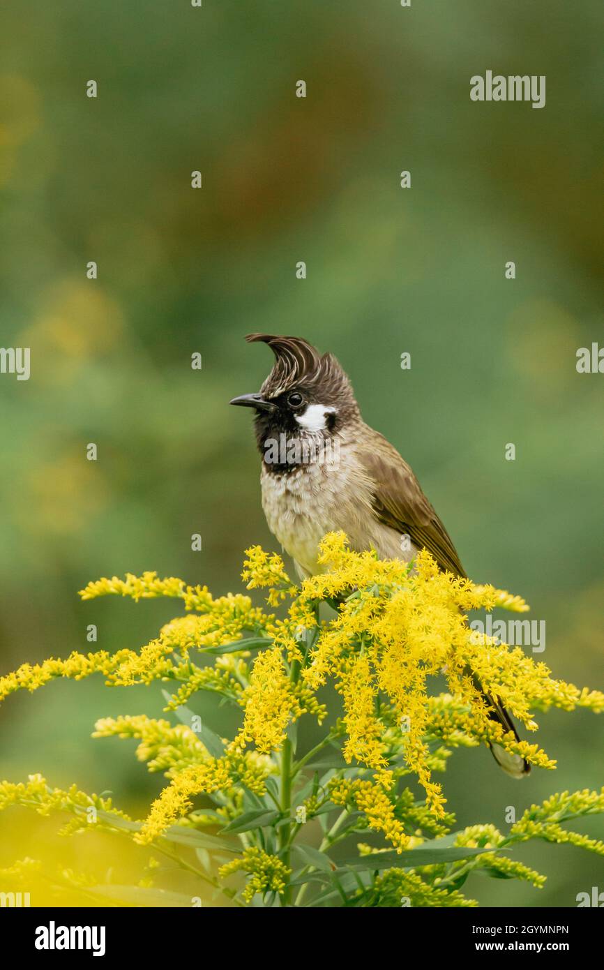 Himalayan bulbul, Pycnonotus leucogenys, India Stock Photo - Alamy