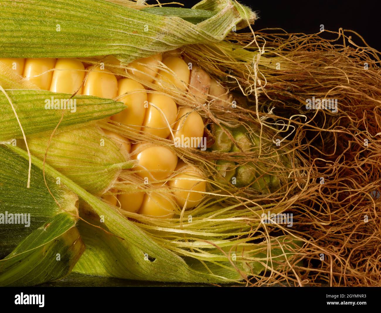 Dramatic close-up food ingredient still-life of sweet corn against a ...