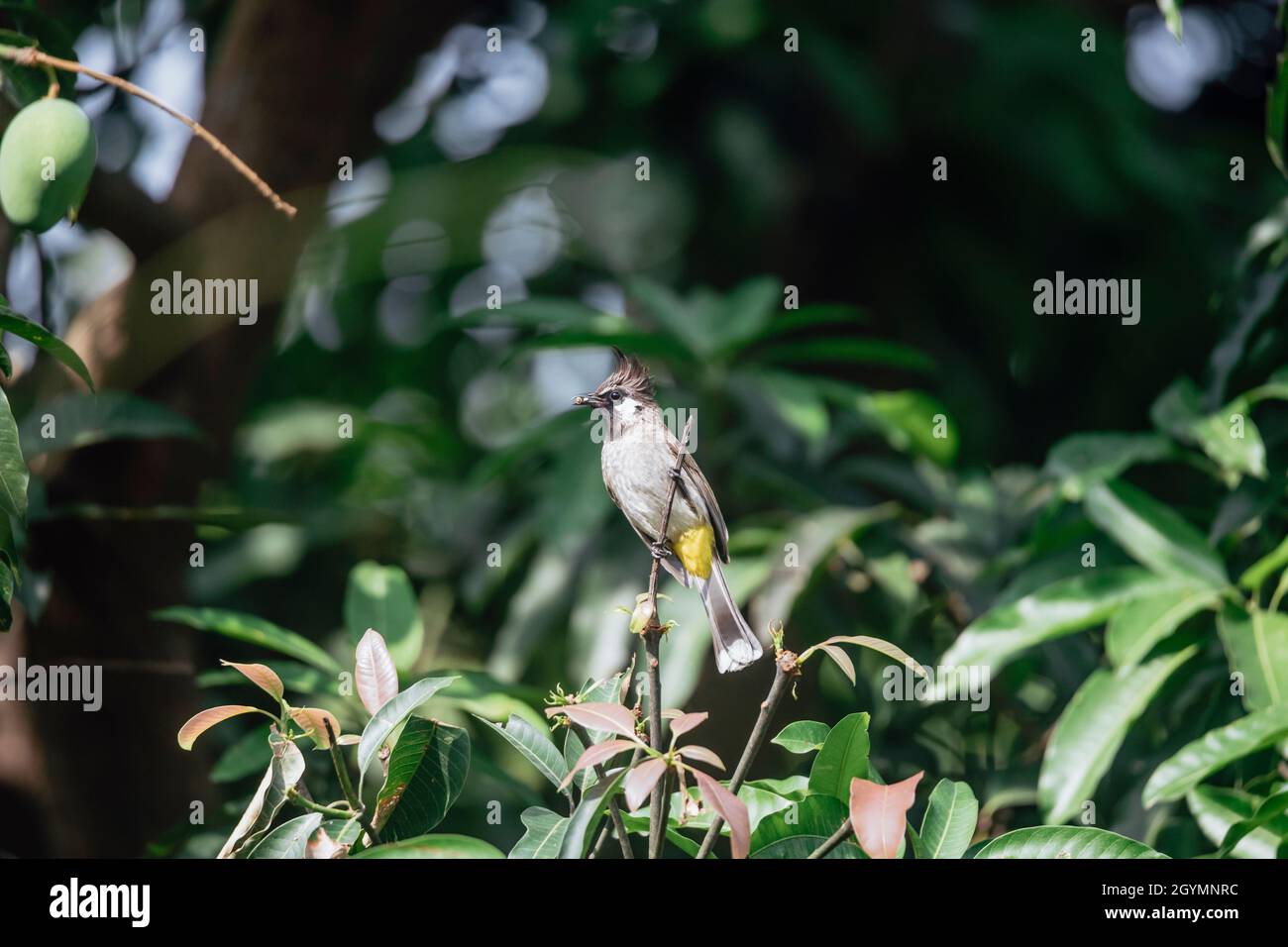 Himalayan bulbul, Pycnonotus leucogenys, India Stock Photo - Alamy