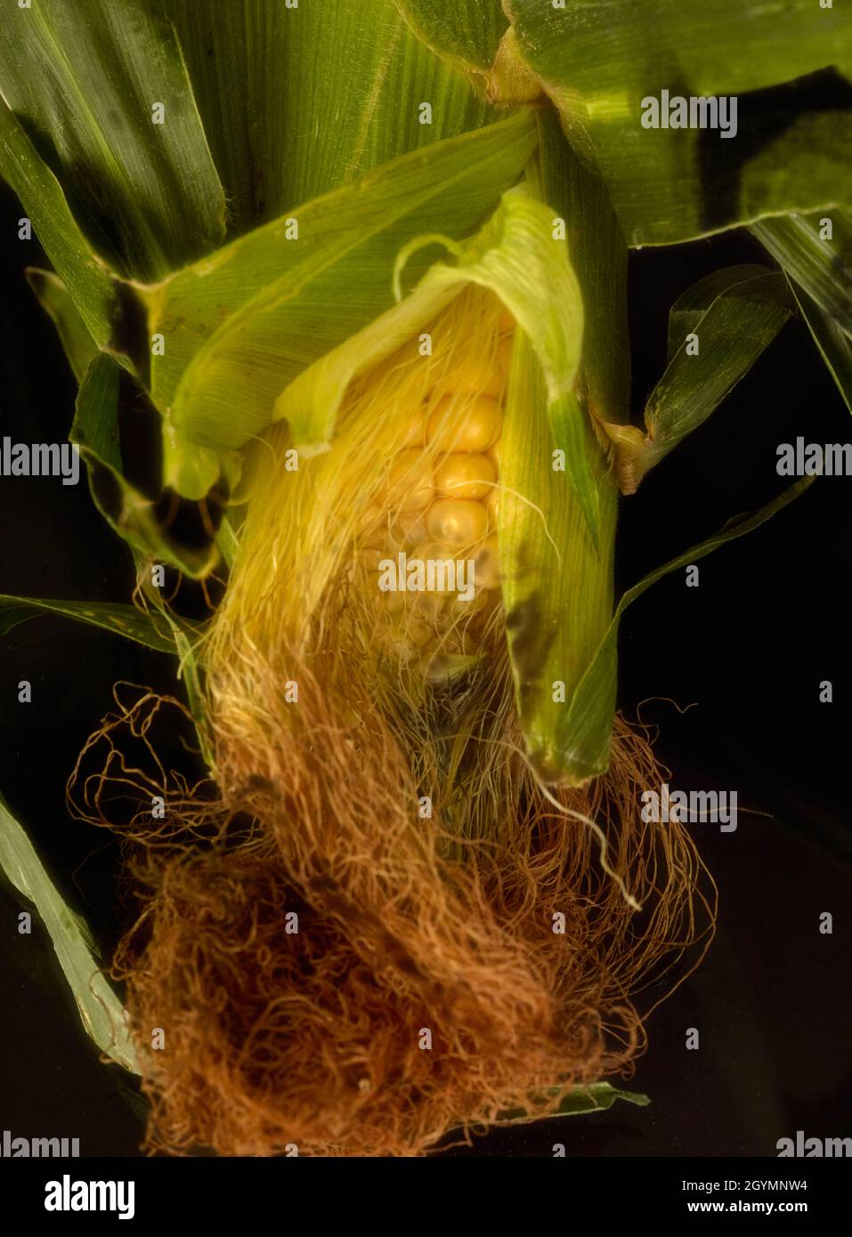 Dramatic close-up food ingredient still-life of sweet corn against a ...