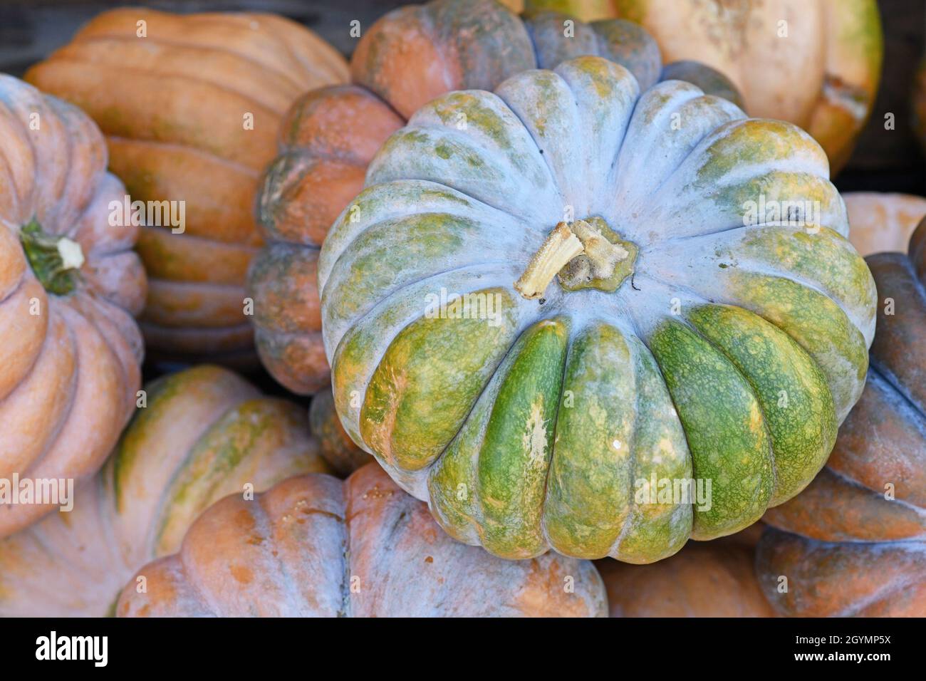 Green colored 'Musquee de Provence' pumpkin in pile Stock Photo - Alamy