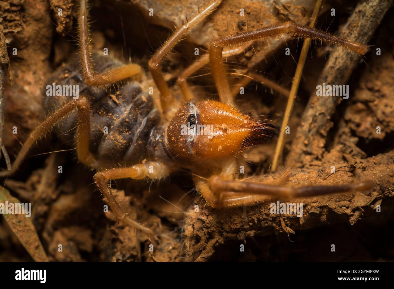 Solifuge, Sun spider, Galeodes granti, India Stock Photo - Alamy