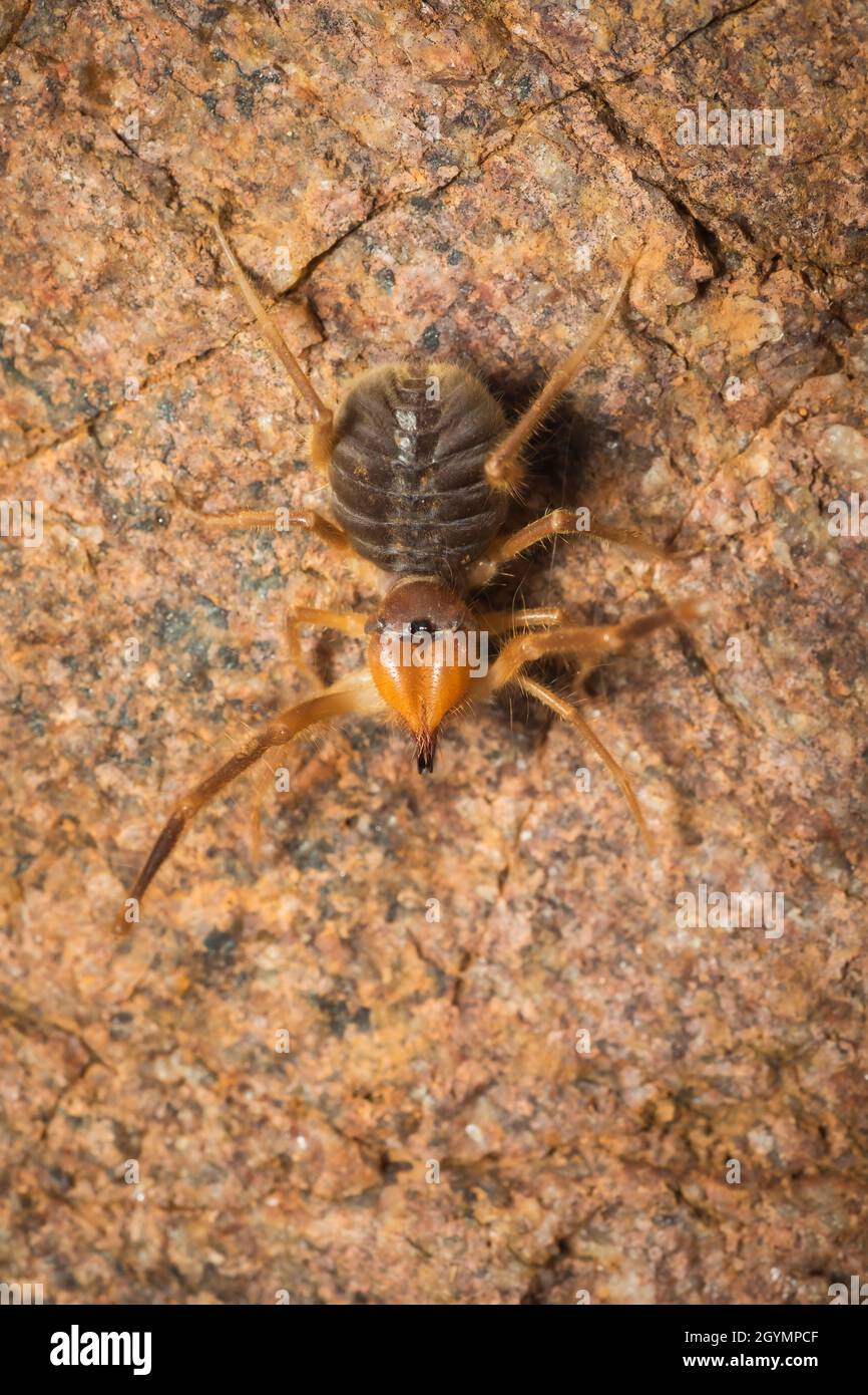 Solifuge, Sun spider, Galeodes granti, India Stock Photo - Alamy