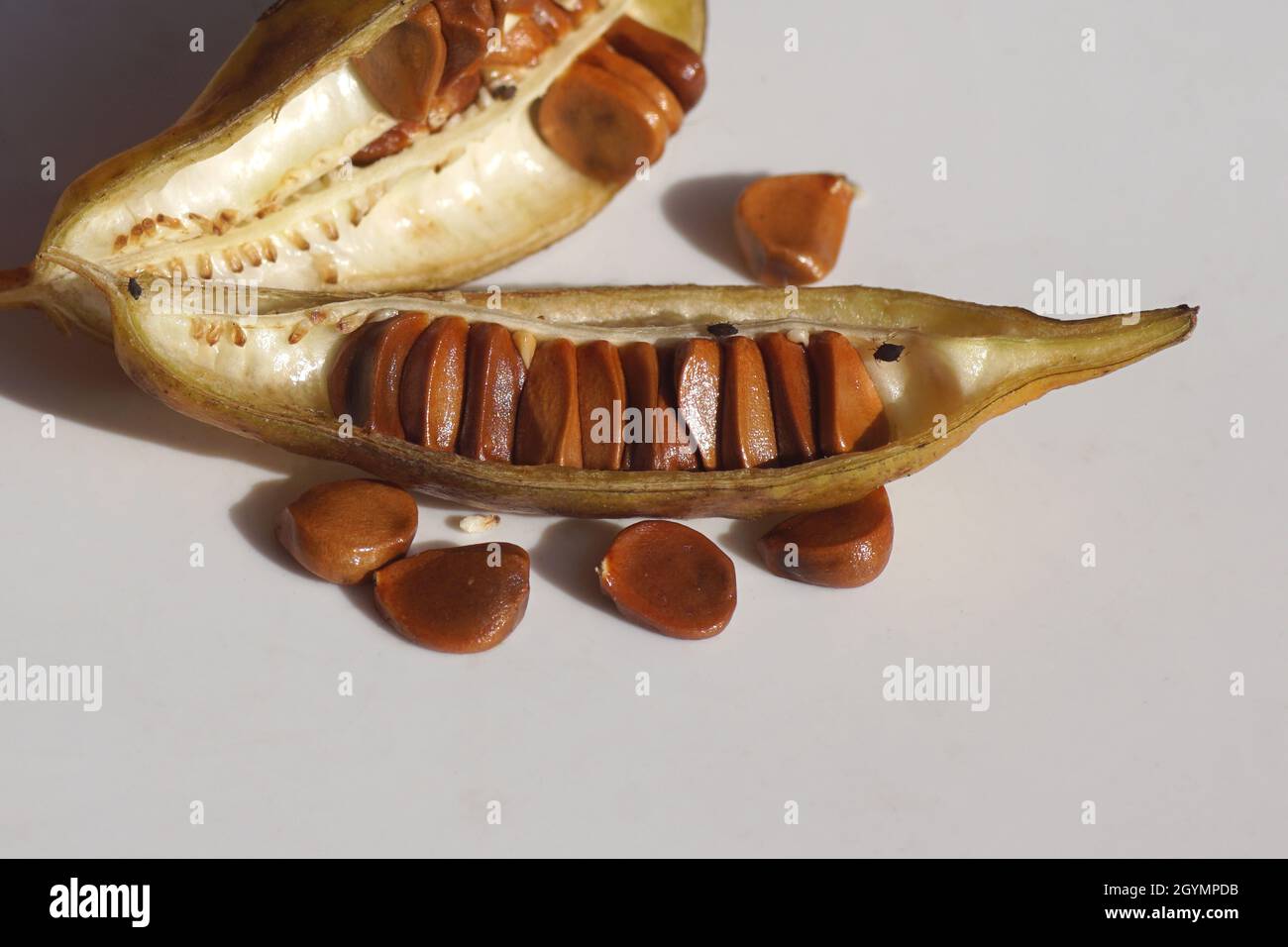 Yellow flag, Iris pseudacorus seed pod and seeds on white background ...