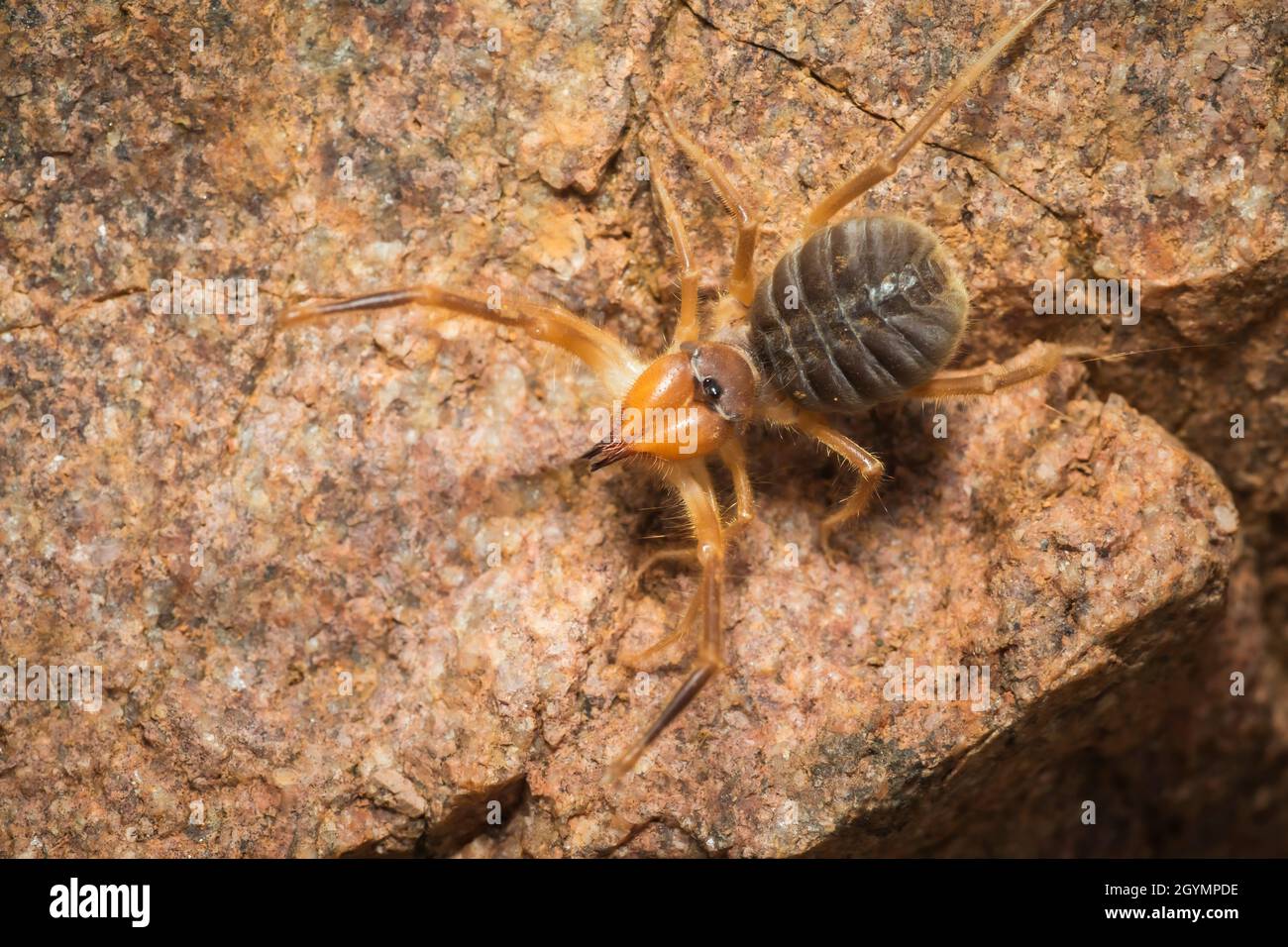Solifuge, Sun spider, Galeodes granti, India Stock Photo - Alamy