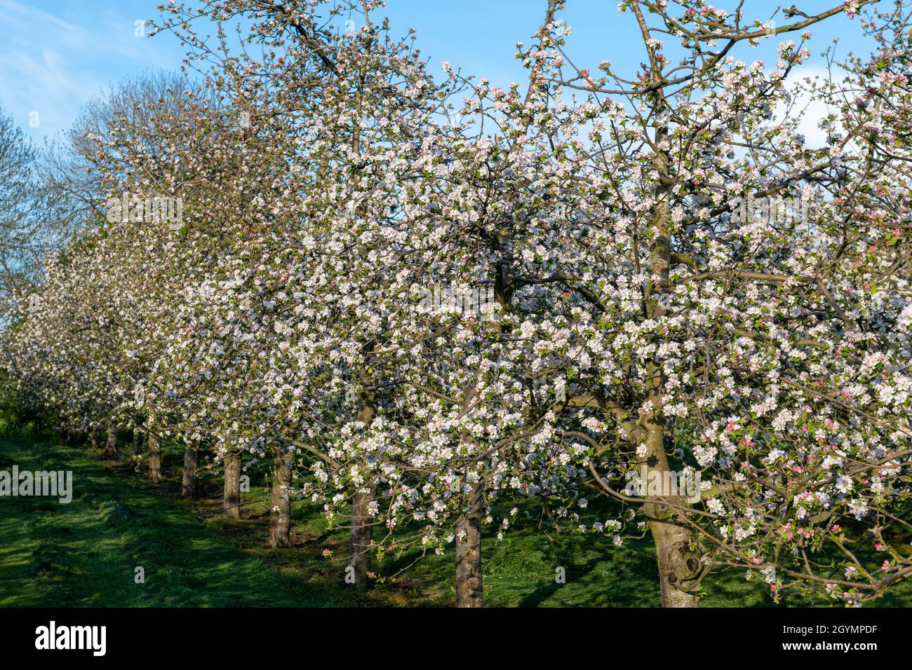 Apple blossom in bloom in a modern cider orchard Stock Photo - Alamy