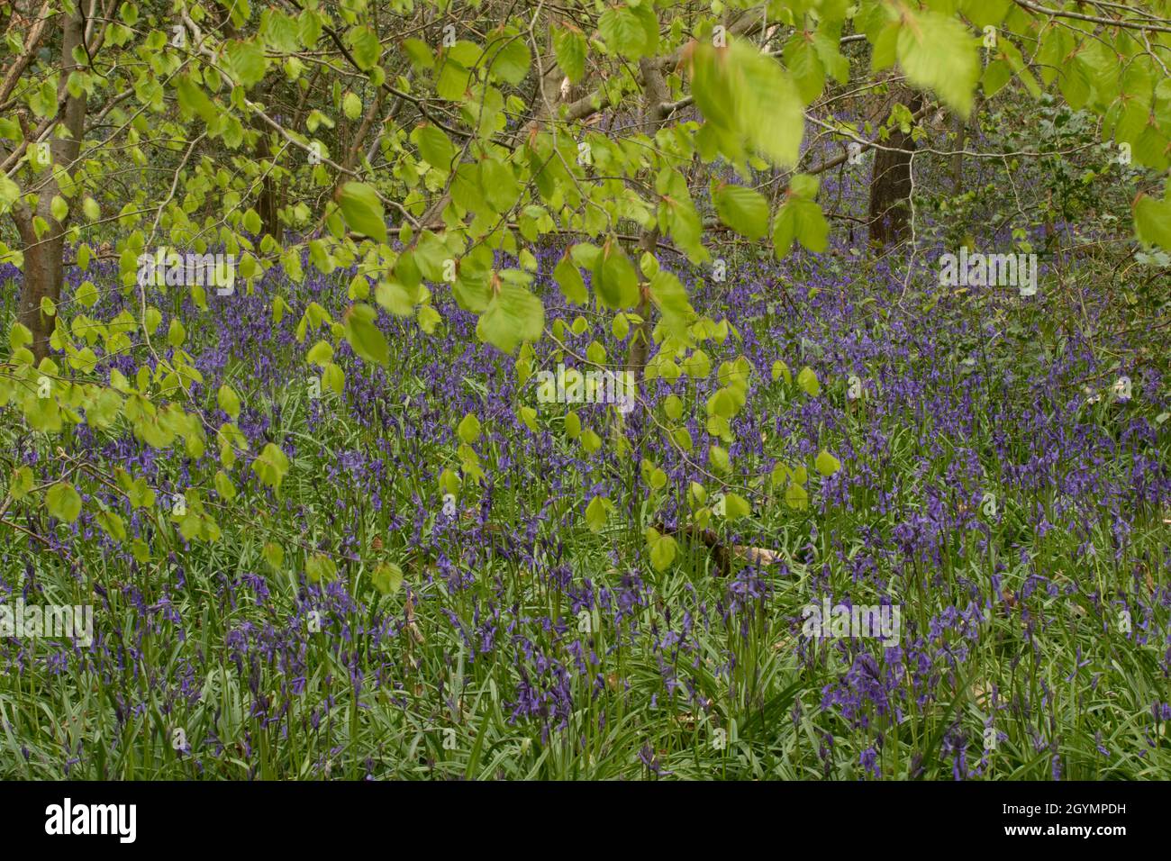Mental wellbeing, spring awakening in a tranquil bluebell wood Stock ...