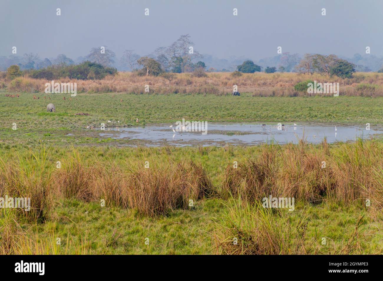Animals in Kaziranga National Park, Assam state, India Stock Photo - Alamy