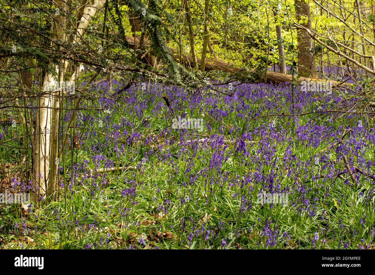 Mental wellbeing, spring awakening in a tranquil bluebell wood Stock ...